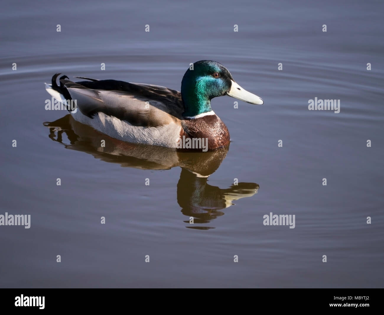 Schwarze cayuga enten Stockfotos und -bilder Kaufen - Alamy