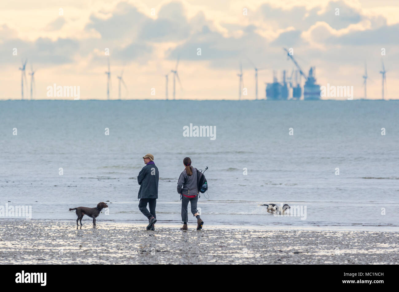 Menschen, die hunde am meer spazieren gehen -Fotos und -Bildmaterial in ...