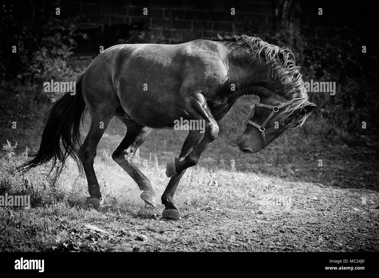 Pferd Verhalten Stockfotos und -bilder Kaufen - Alamy