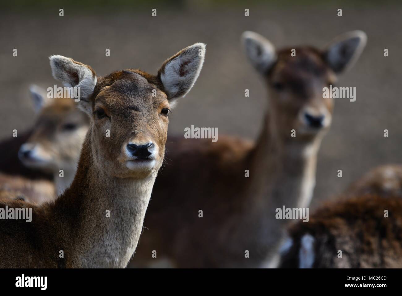 Das damwild (Dama Dama) ist ein wiederkäuer Säugetier aus der Familie ...