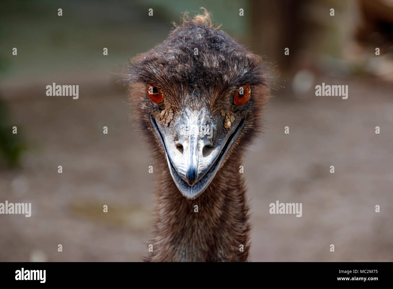 Großer Emu Stockfotos und -bilder Kaufen - Alamy