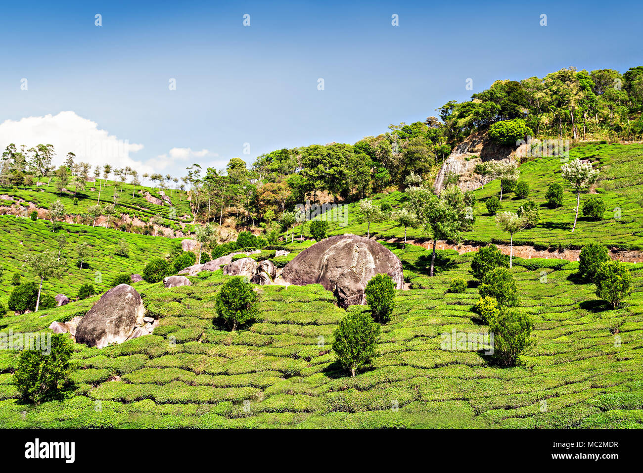 Teeplantage in munnar kerala -Fotos und -Bildmaterial in hoher ...