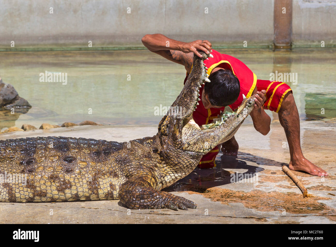 Krokodil Show in Samutprakarn Krokodilfarm und Zoo, Bangkok, Thailand ...