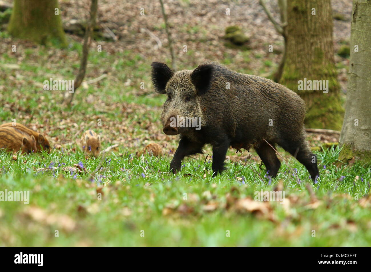 Wildschwein wildschwein ferkel -Fotos und -Bildmaterial in hoher ...