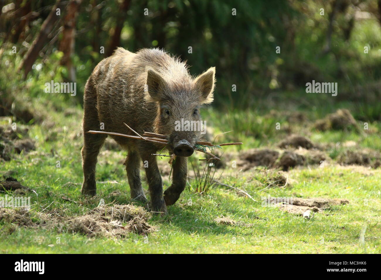 Wildschwein wildschwein ferkel -Fotos und -Bildmaterial in hoher ...