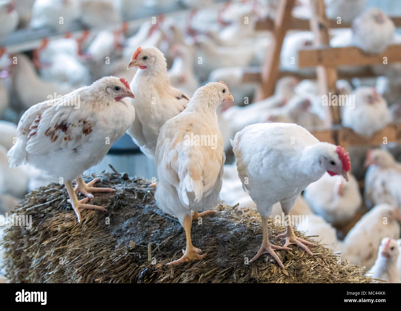 Erstaunlich Legehennen Kaufen In Der Nähe Fotos