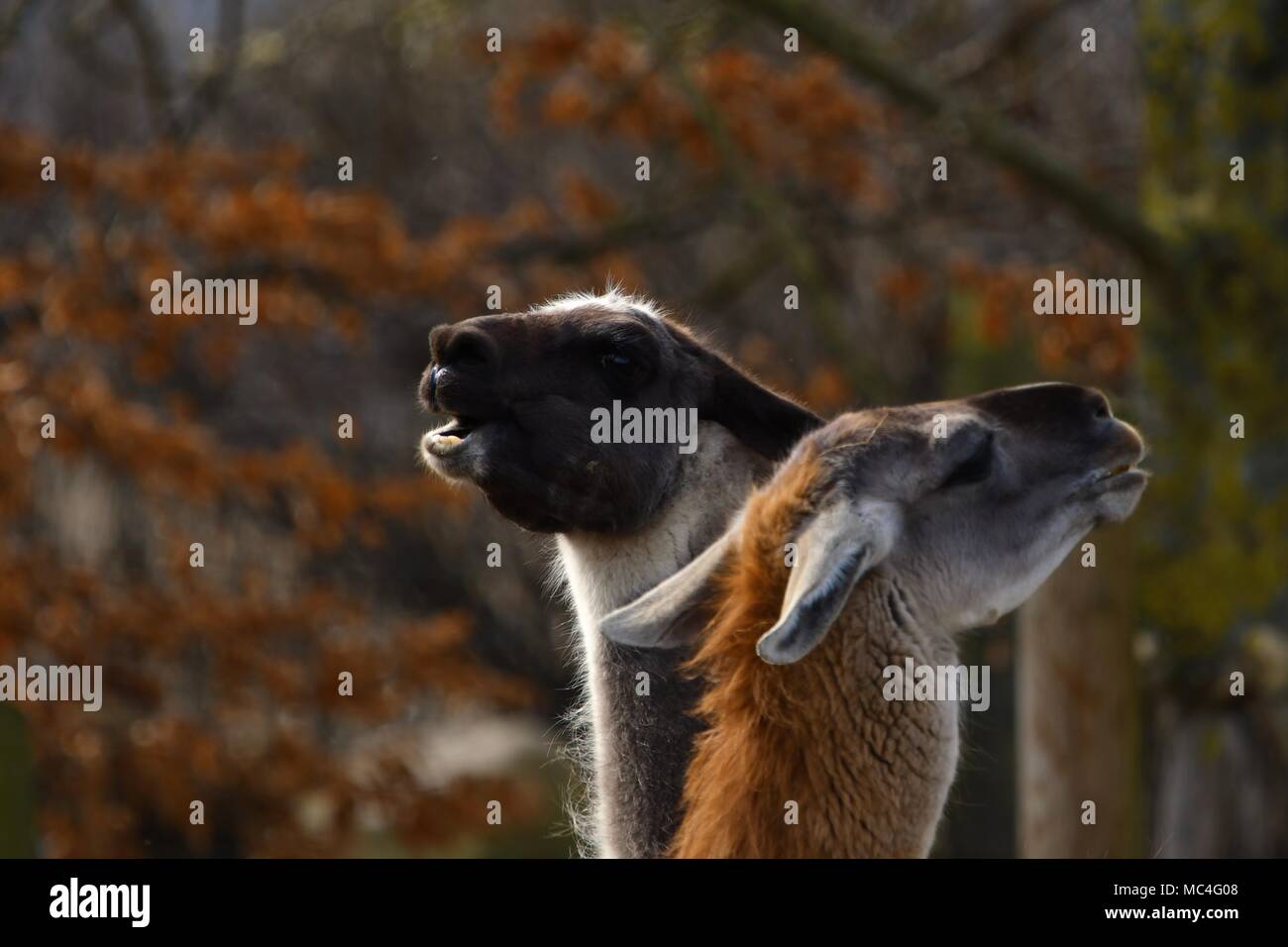 Lama spucken -Fotos und -Bildmaterial in hoher Auflösung – Alamy