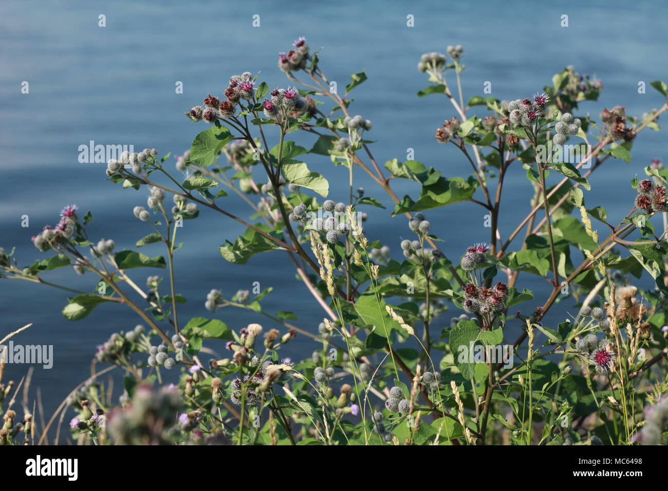 Schottland flora distel -Fotos und -Bildmaterial in hoher Auflösung – Alamy