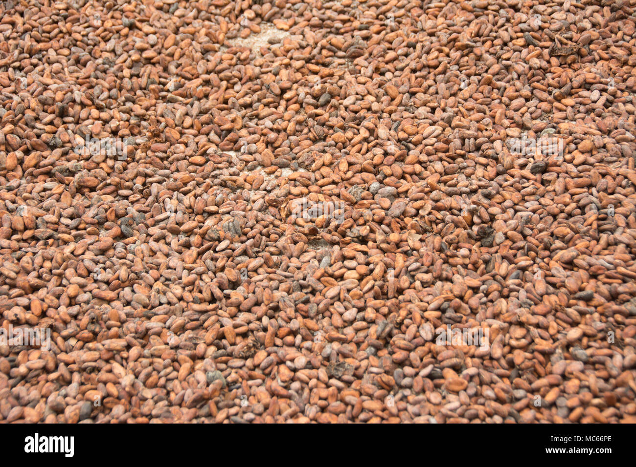 Cacao Beans Drying Stockfotos und -bilder Kaufen - Alamy