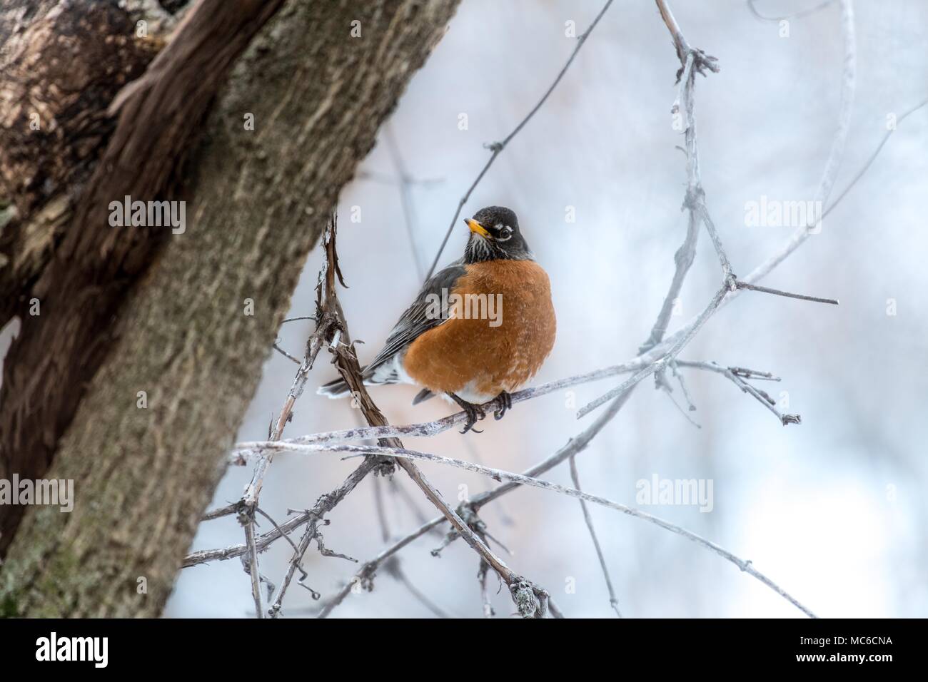Robin in tree -Fotos und -Bildmaterial in hoher Auflösung – Alamy