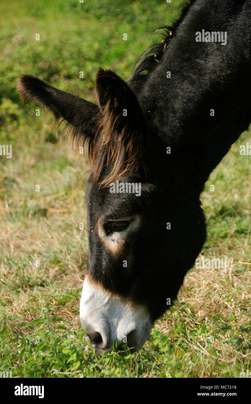 Dummer esel -Fotos und -Bildmaterial in hoher Auflösung – Alamy