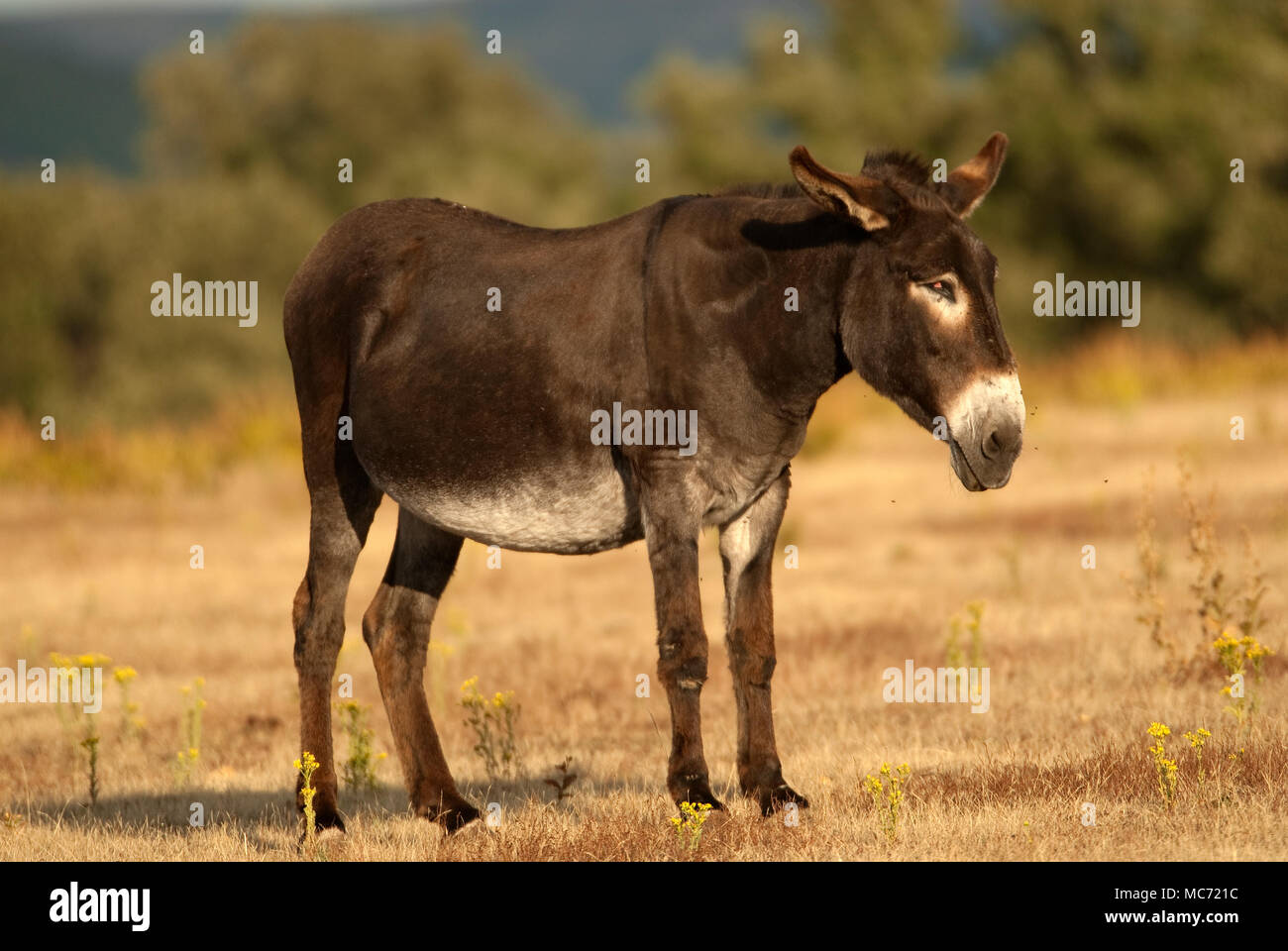 Domestic donkey equus asinus asinus -Fotos und -Bildmaterial in hoher ...
