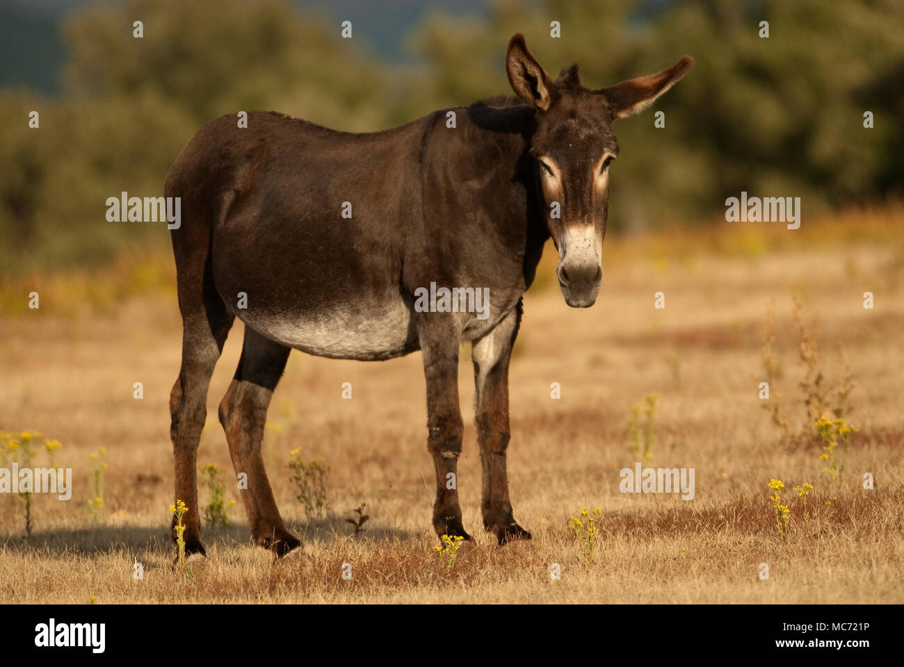 Dummer esel -Fotos und -Bildmaterial in hoher Auflösung – Alamy
