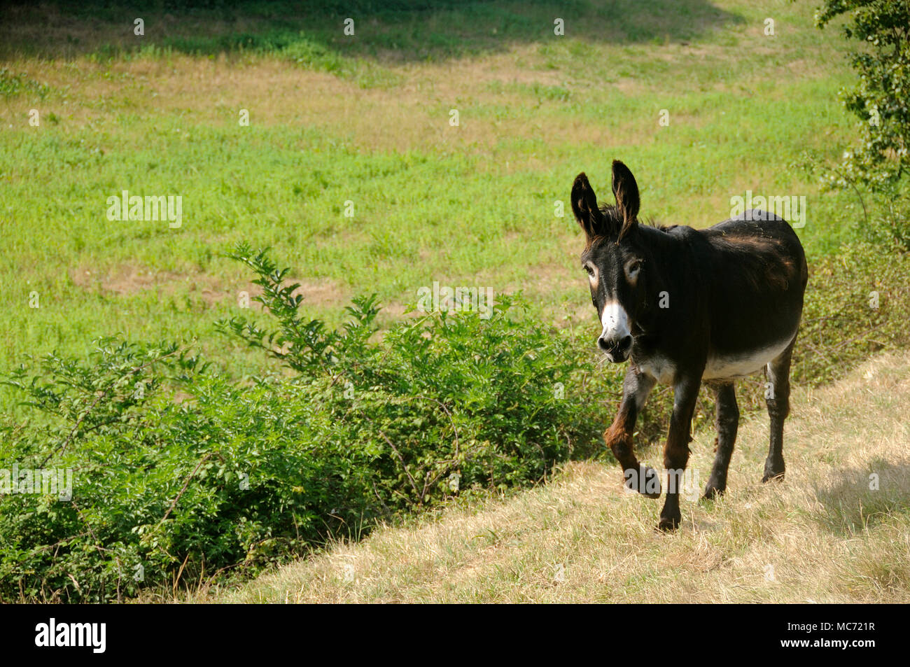 Dummer esel -Fotos und -Bildmaterial in hoher Auflösung – Alamy
