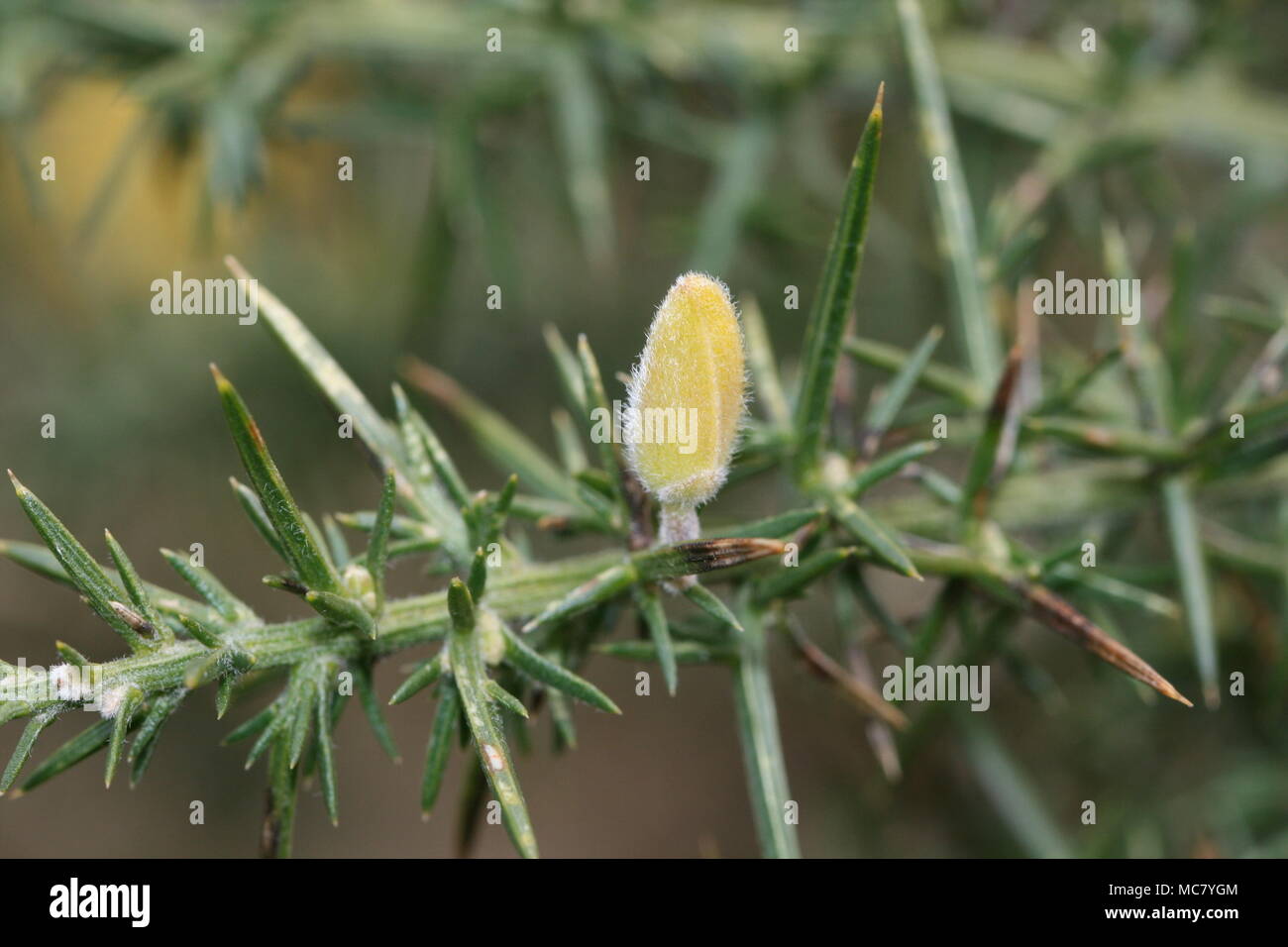 Stechginster blumenstrauch -Fotos und -Bildmaterial in hoher Auflösung ...