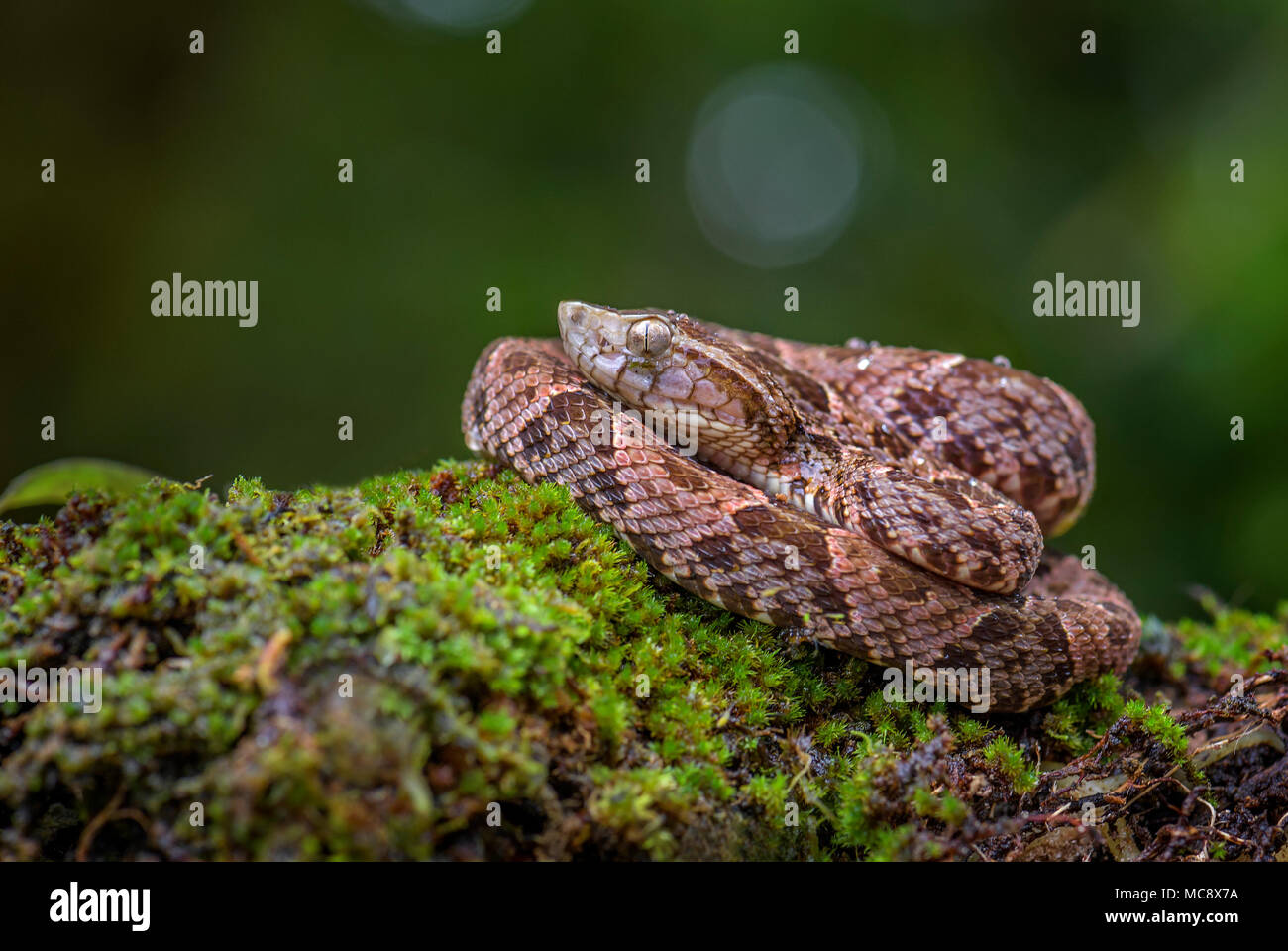 Fer-de-lance - Bothrops atrox, gefährlichen giftigen pit Viper aus ...