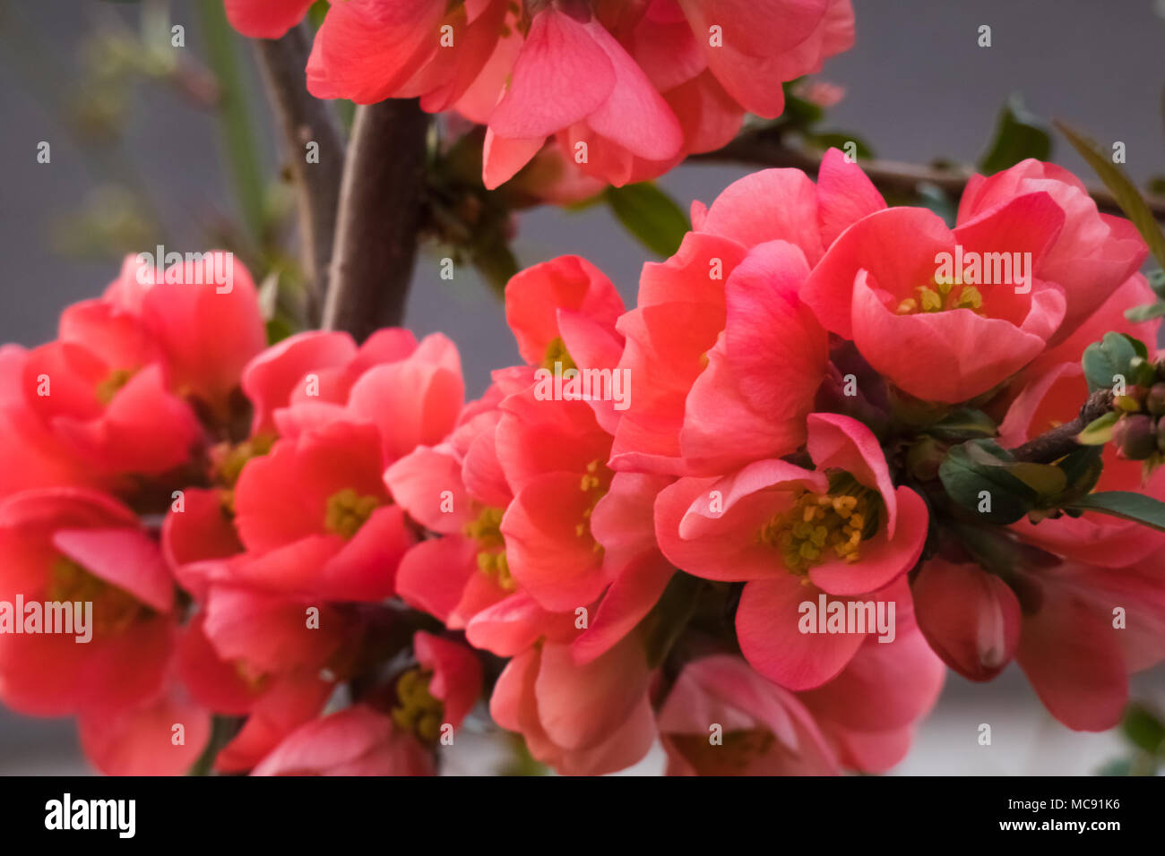 Japanische Quitte (Chaenomeles japonica) rote Blumen blühen im Frühjahr ...