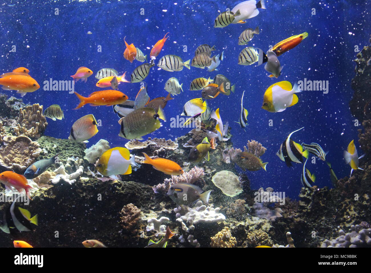 Schöne bunte Fische im Korallenriff, Hawaii Stockfotografie - Alamy