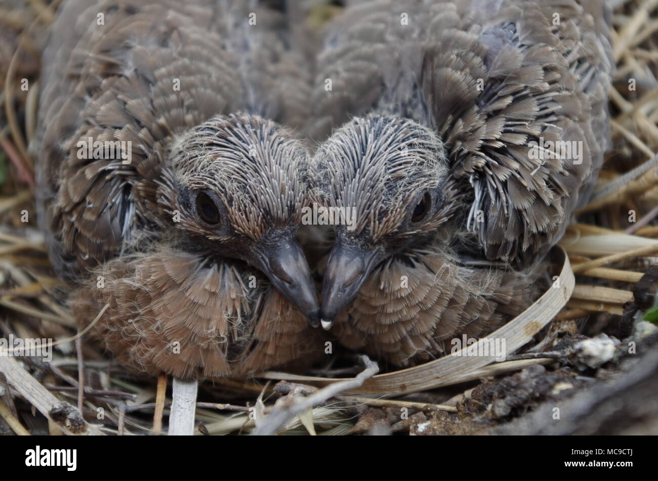 Tauben im nest -Fotos und -Bildmaterial in hoher Auflösung – Alamy