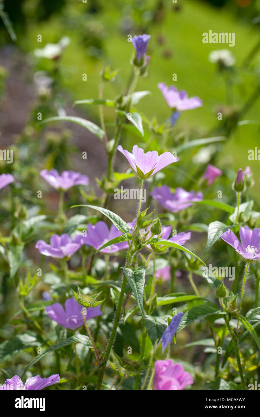 Anoda cristata -Fotos und -Bildmaterial in hoher Auflösung – Alamy