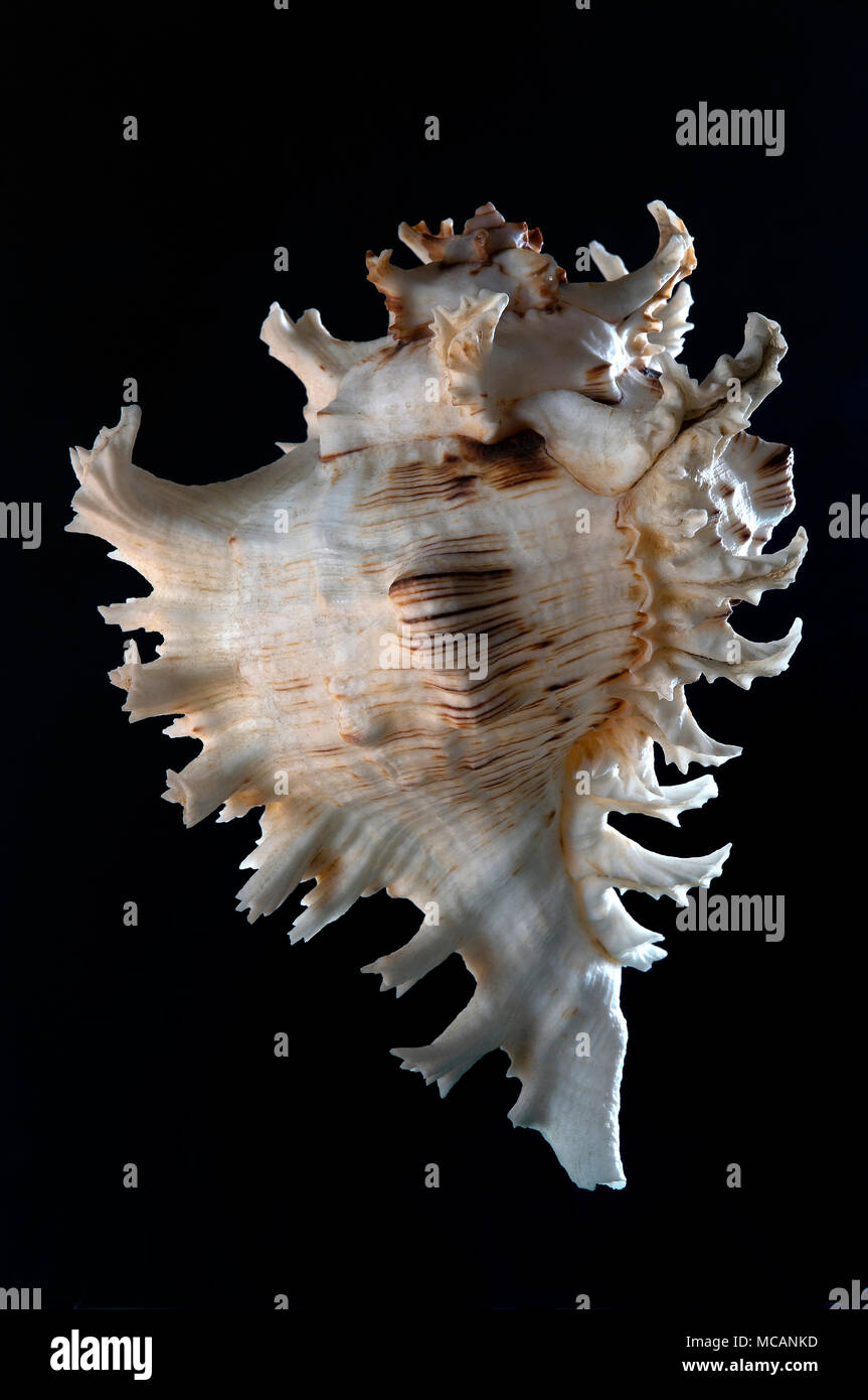 Murex snails -Fotos und -Bildmaterial in hoher Auflösung – Alamy