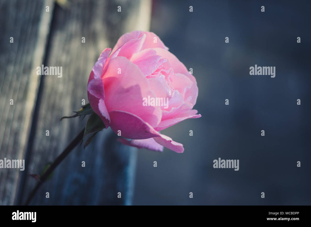 Morgen mit rose -Fotos und -Bildmaterial in hoher Auflösung – Alamy