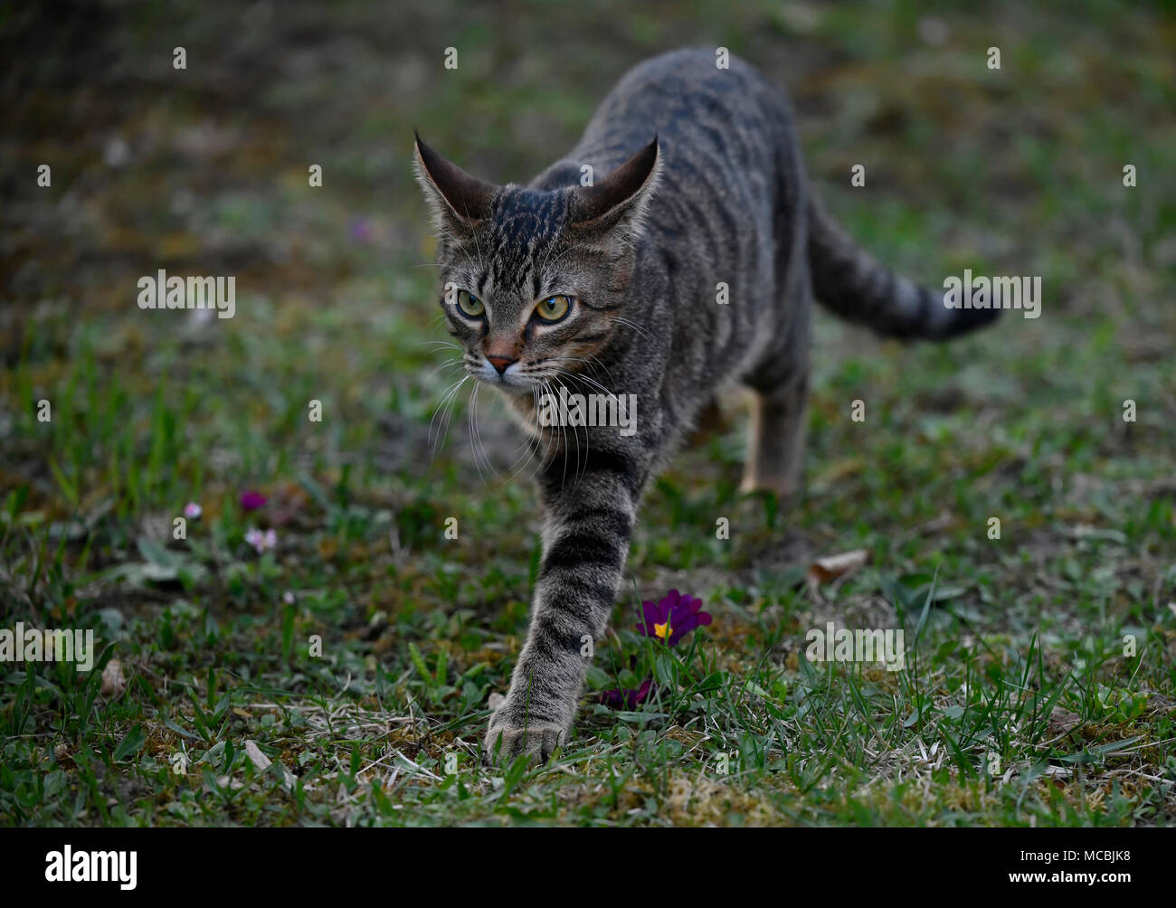 Katze tabby -Fotos und -Bildmaterial in hoher Auflösung – Alamy