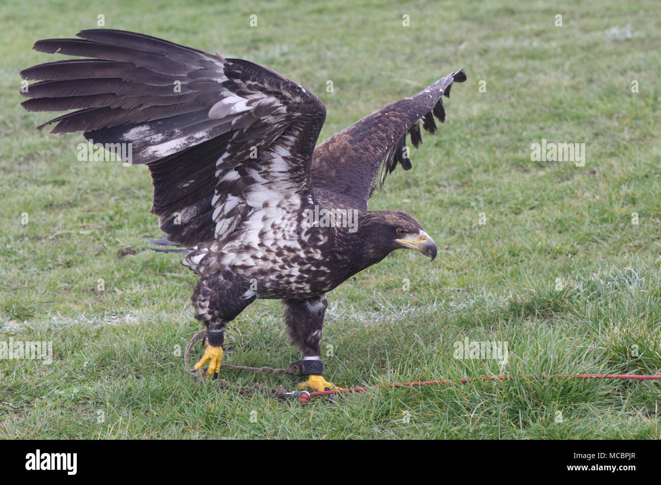 Falknerei ausrüstung -Fotos und -Bildmaterial in hoher Auflösung – Alamy