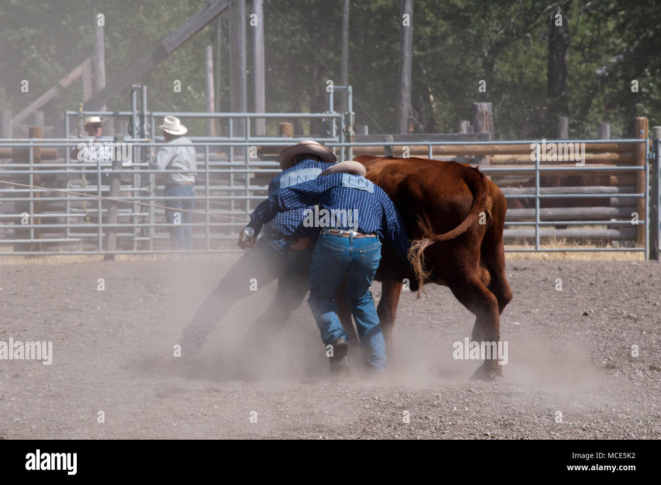 Cowboys Kampf eine Kuh in der wild Milch Wettbewerb, der Teil der Ranch ...