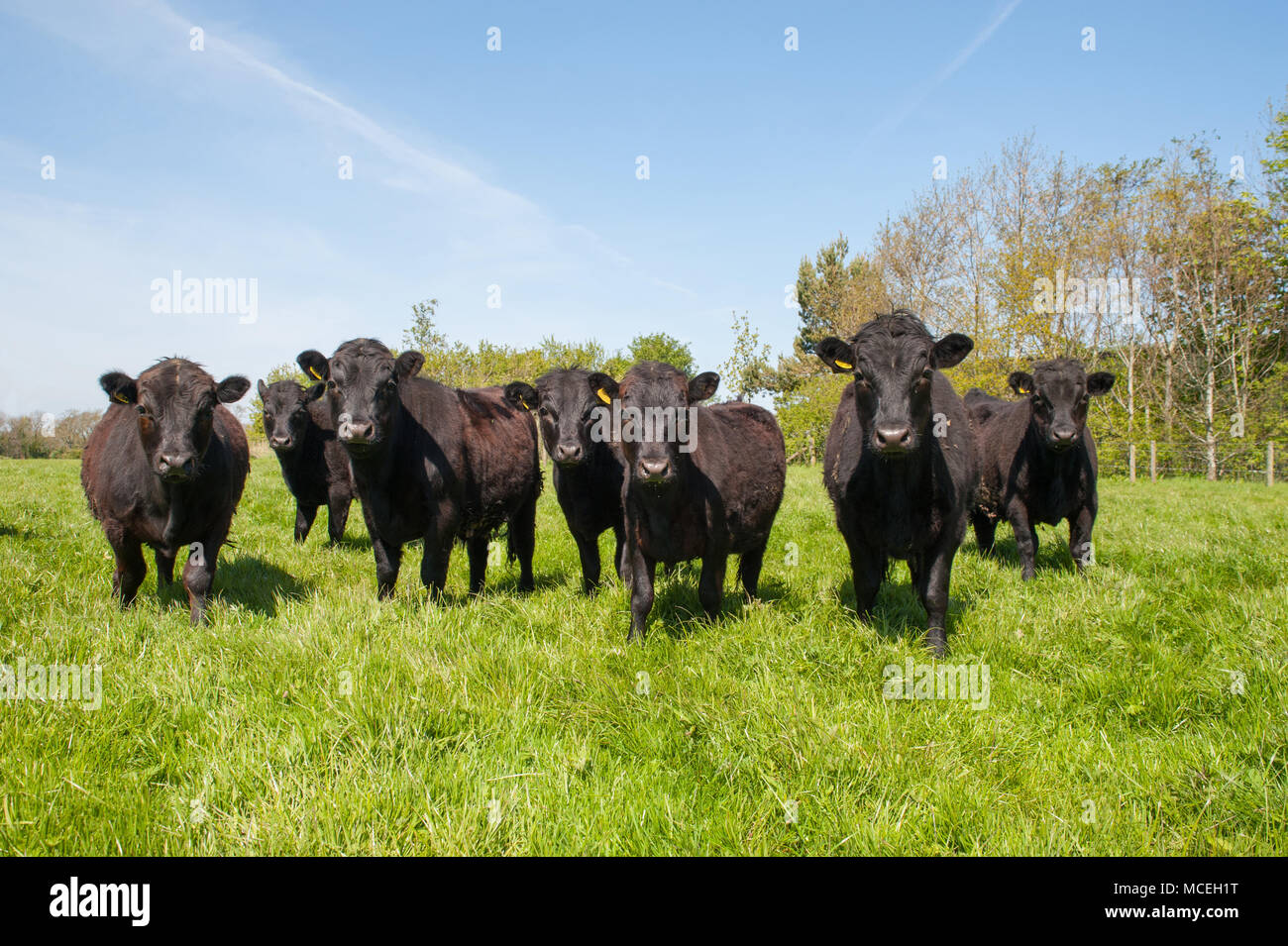 Dexter cattle field -Fotos und -Bildmaterial in hoher Auflösung – Alamy