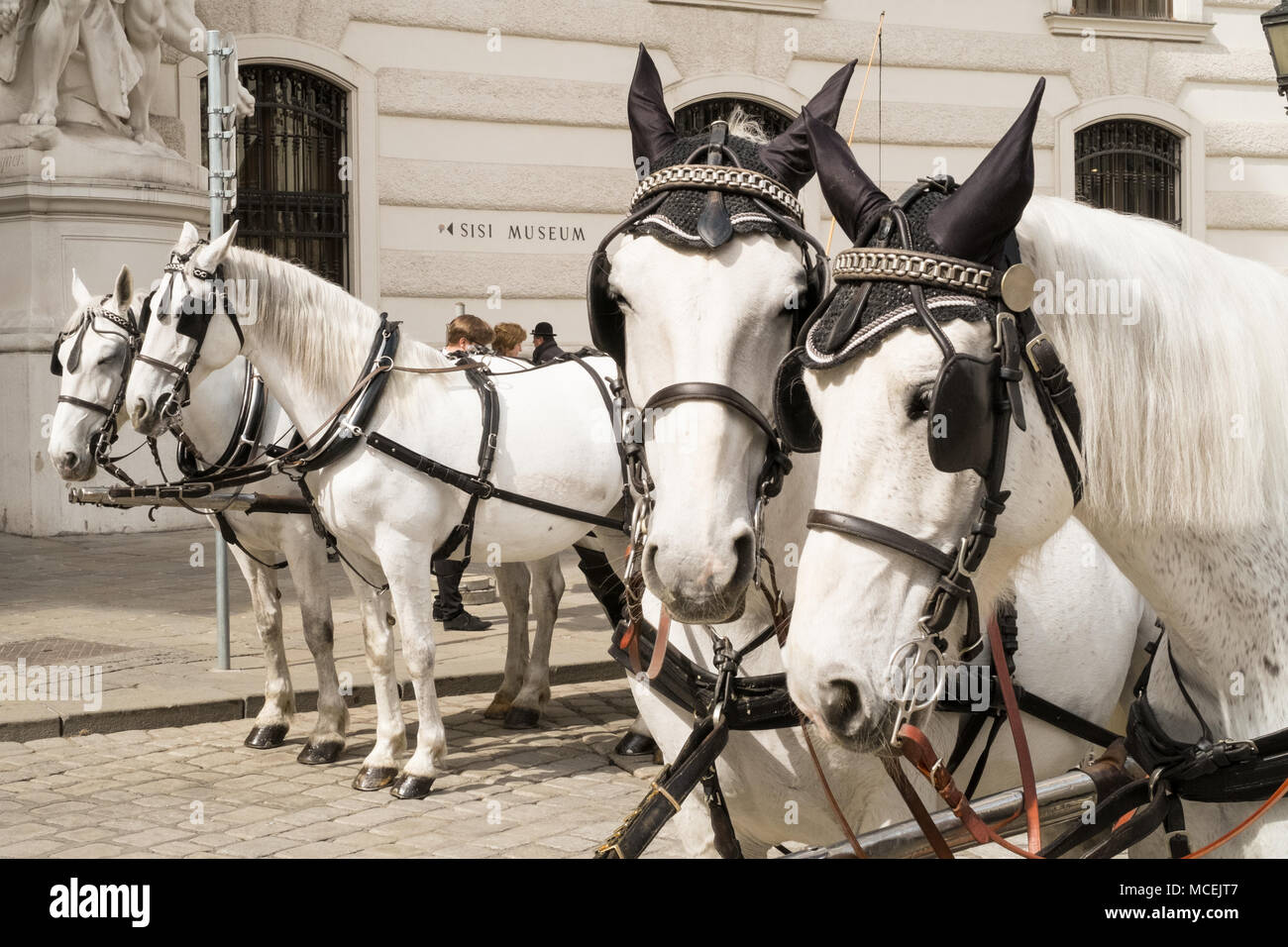 Pferde fiaker wien österreich fiaker -Fotos und -Bildmaterial in hoher ...