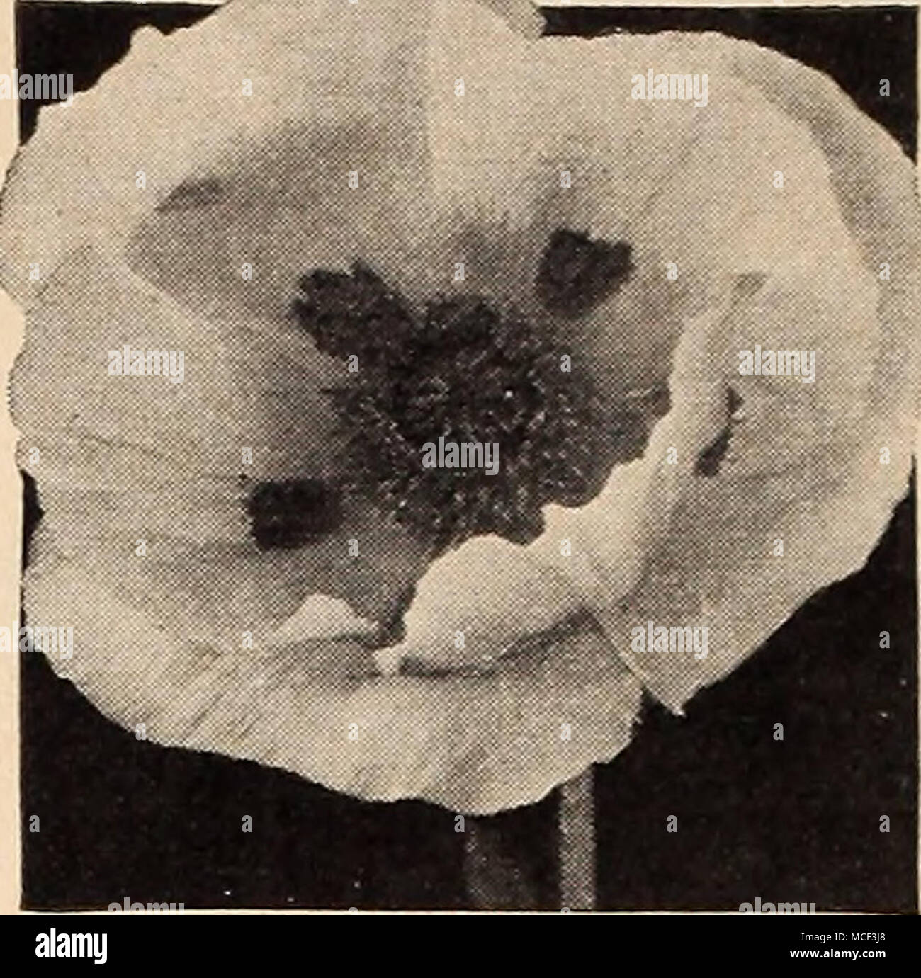 . Papaver orientale - Oriental Poppy orientalischen Mohn m® Papaver ...