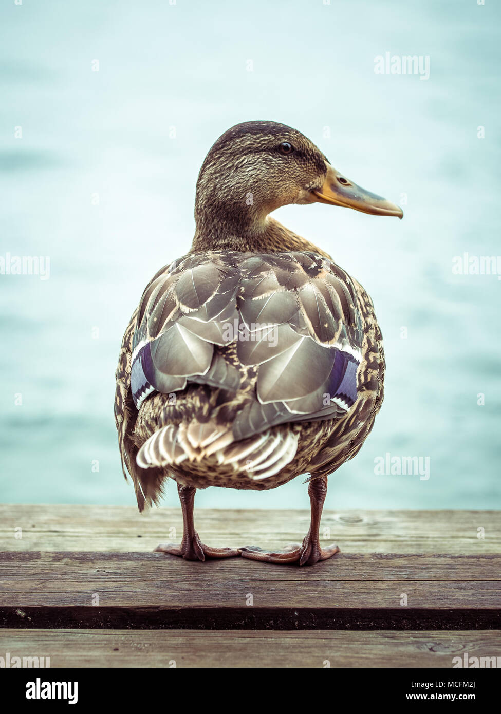 Weibliche herausforderungen -Fotos und -Bildmaterial in hoher Auflösung ...