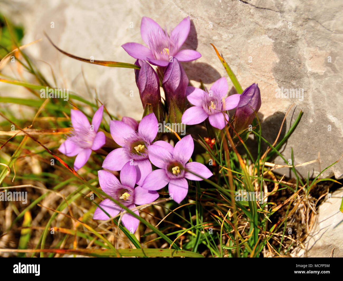 Alpine enziane -Fotos und -Bildmaterial in hoher Auflösung – Alamy