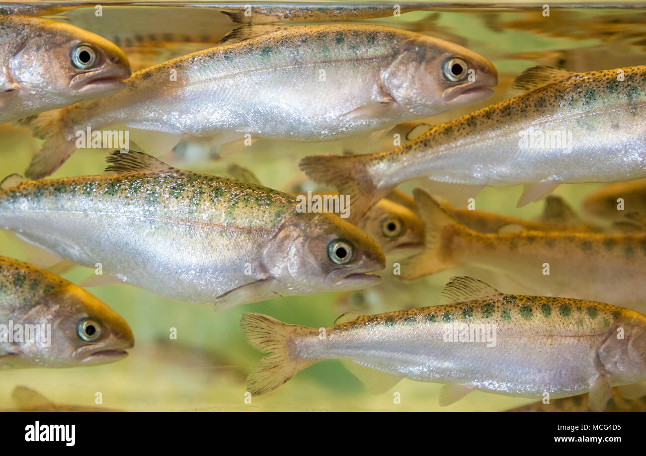 WA 14302-00 ... WASHINGTON - Chinook lachs Lachse im Seattle Aquarium ...