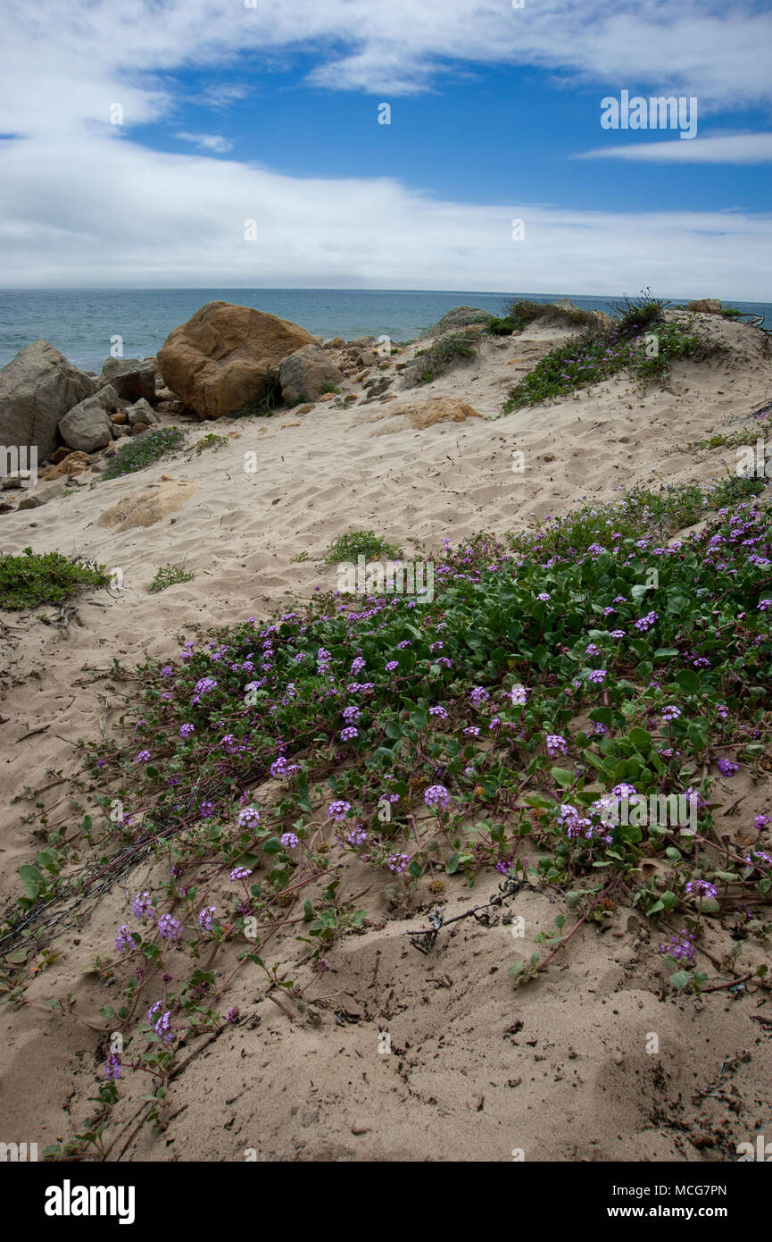 Kalifornien einheimische blumen -Fotos und -Bildmaterial in hoher ...
