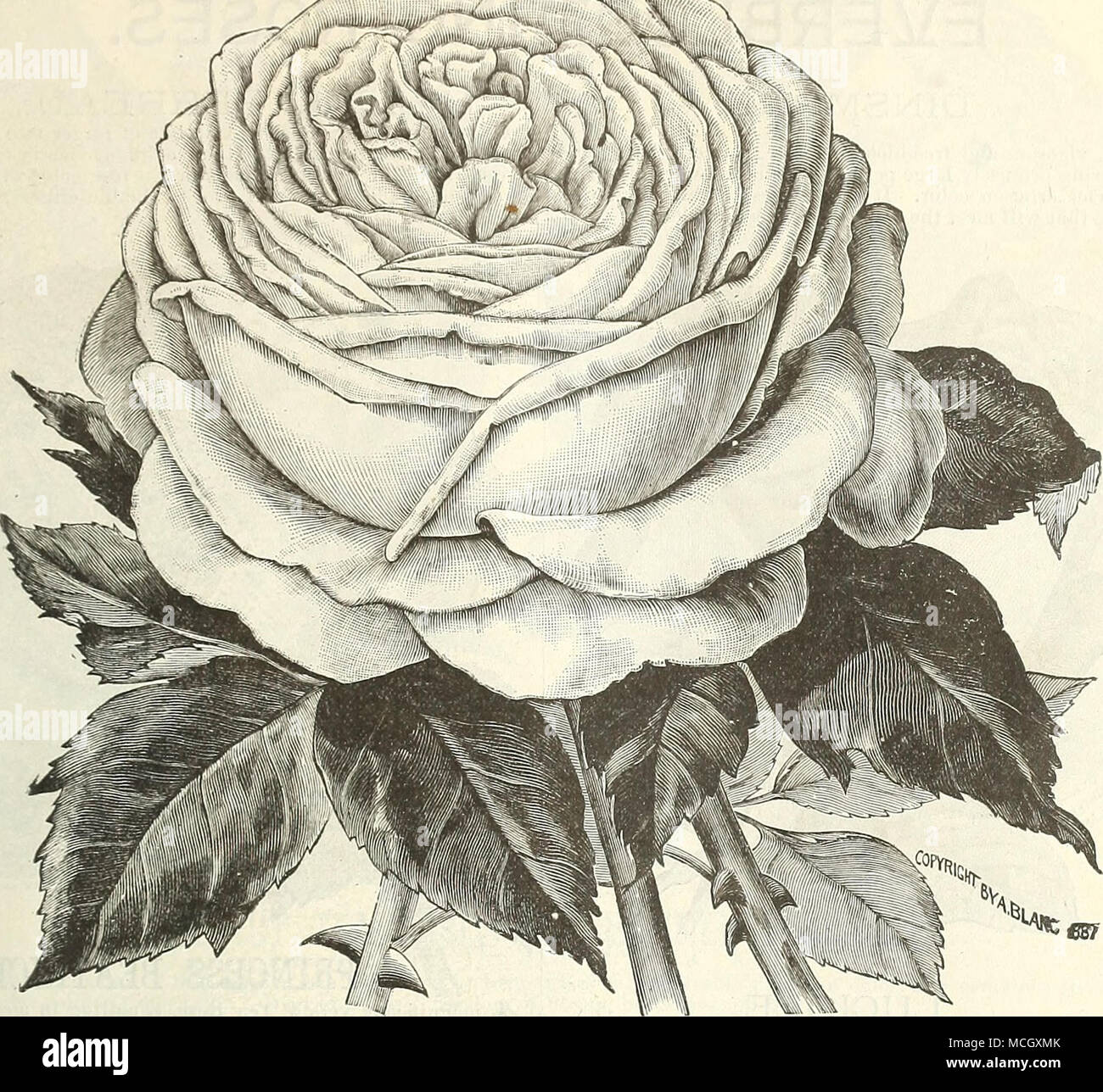Rose long john silver -Fotos und -Bildmaterial in hoher Auflösung – Alamy