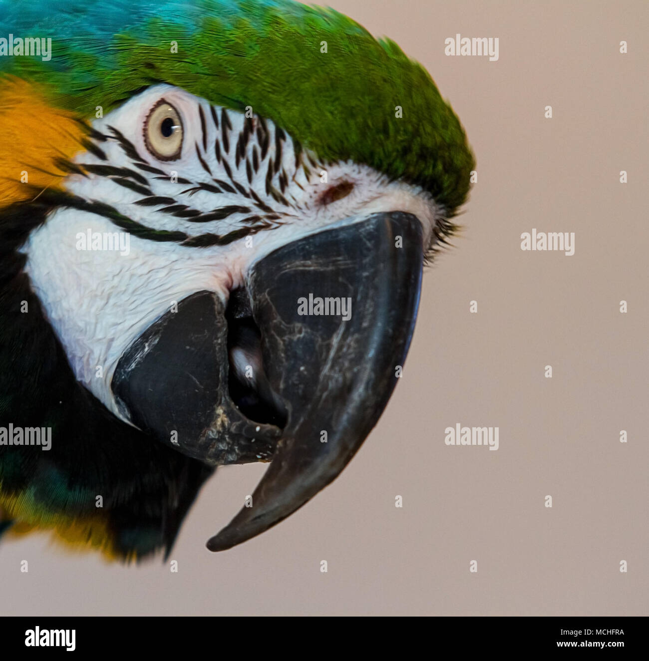 Nahaufnahme der federn eines blau gelben aras (ara ararauna) -Fotos und ...