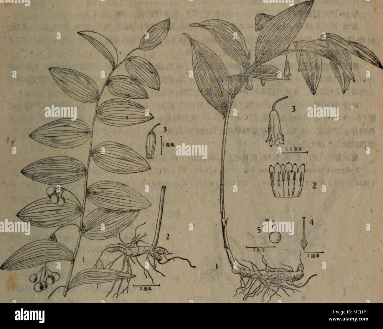 Polygonatum japonicum -Fotos und -Bildmaterial in hoher Auflösung – Alamy