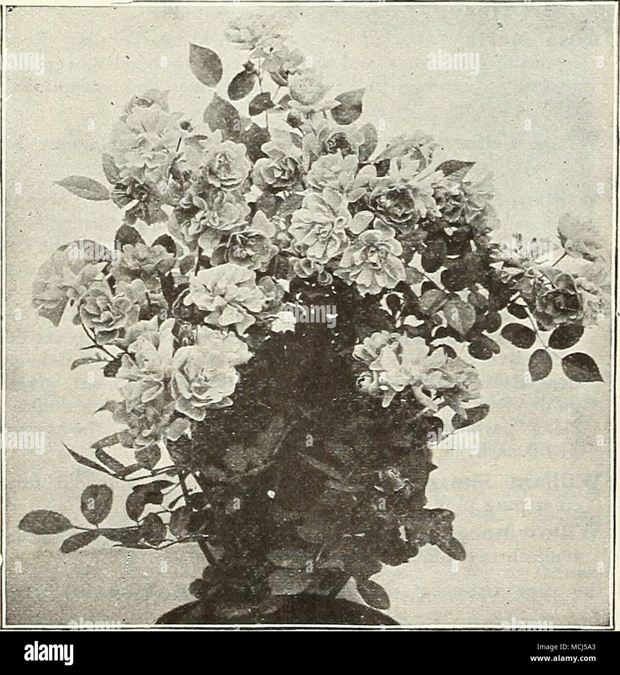 . Bloomfield Fülle. Starke wachsende reichblühend Polyantha eines ioft ...