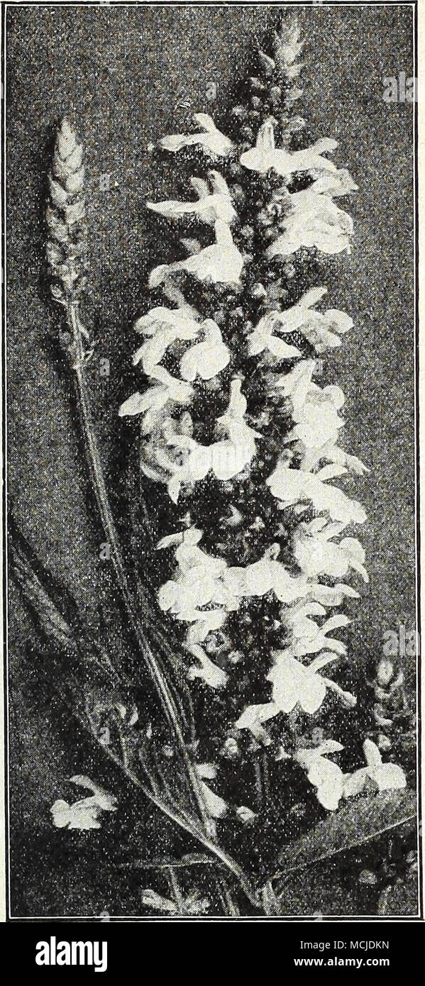 . Salvia Azure eine Ranunculus Acris PI. PI. Wachsende doppelten gelben ...