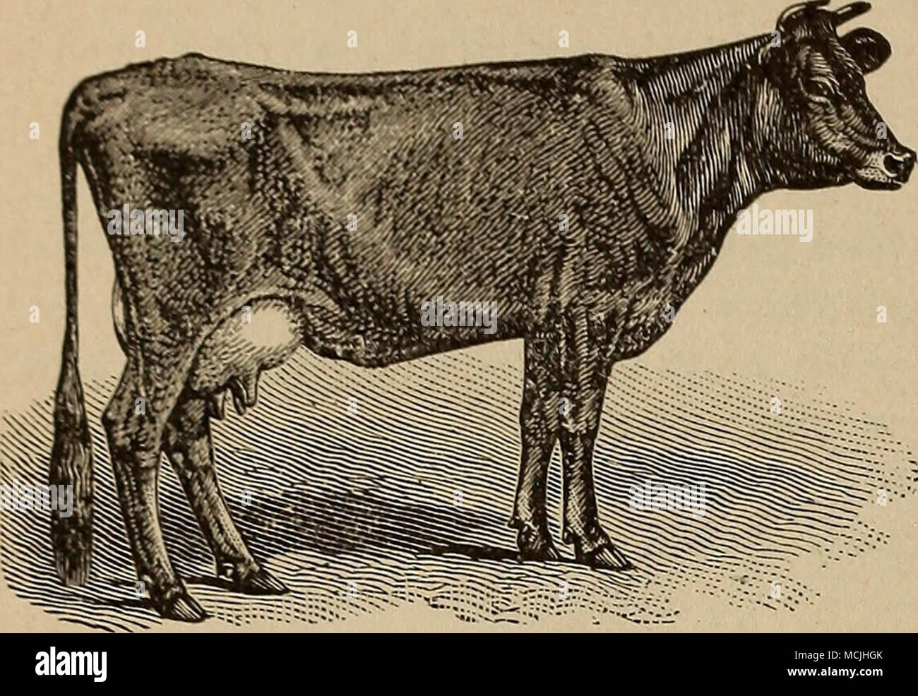 . JERSEY VIEH. Jersey Rinder stammen aus dem Jersey Inseln, vor der ...
