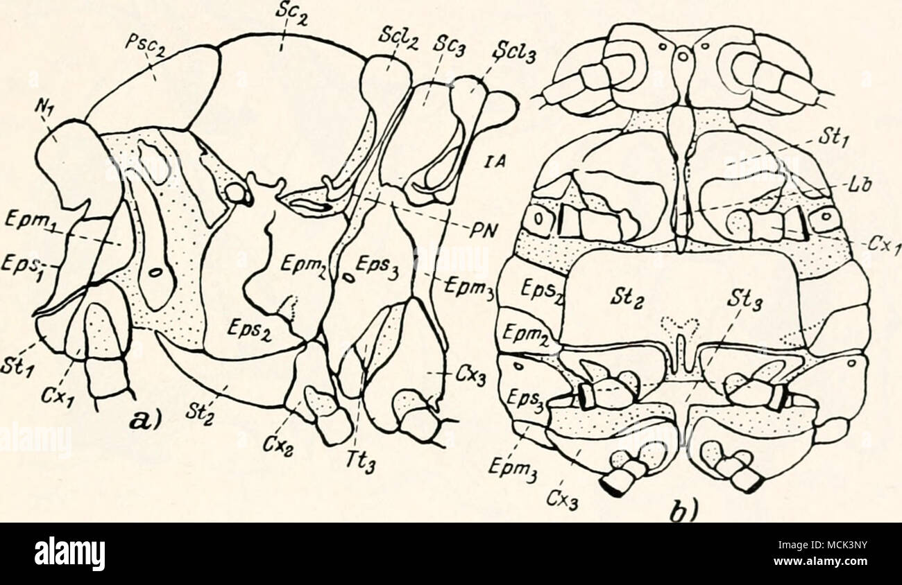 Kopf abgetrennt -Fotos und -Bildmaterial in hoher Auflösung – Alamy