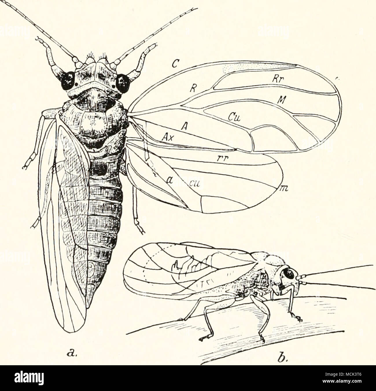 Psylla pyricola -Fotos und -Bildmaterial in hoher Auflösung – Alamy