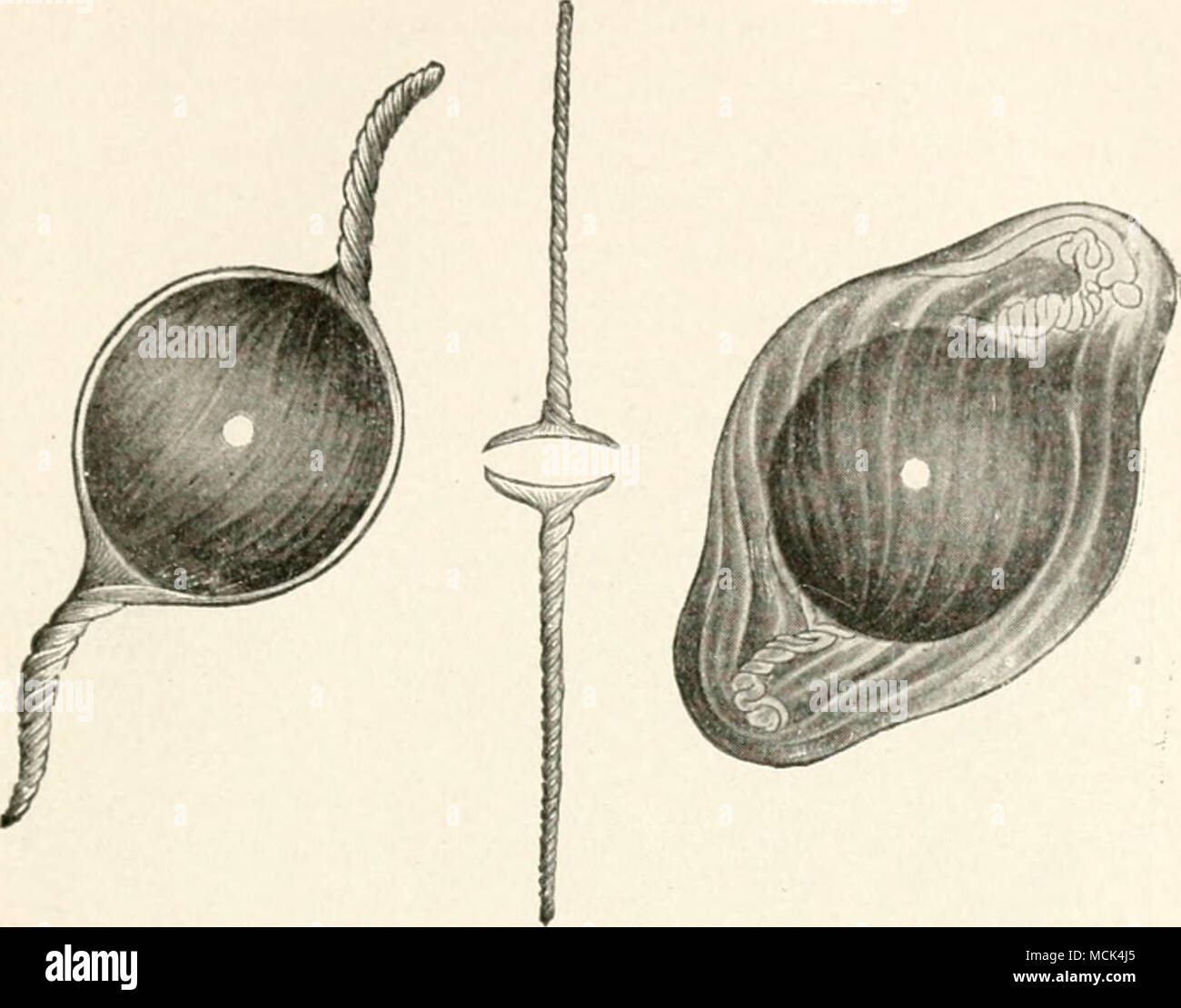 . Abb. -. 34. Abb. 35. Figr. 36. Abb. -. 34.- Ei vom oberen Teil der ...