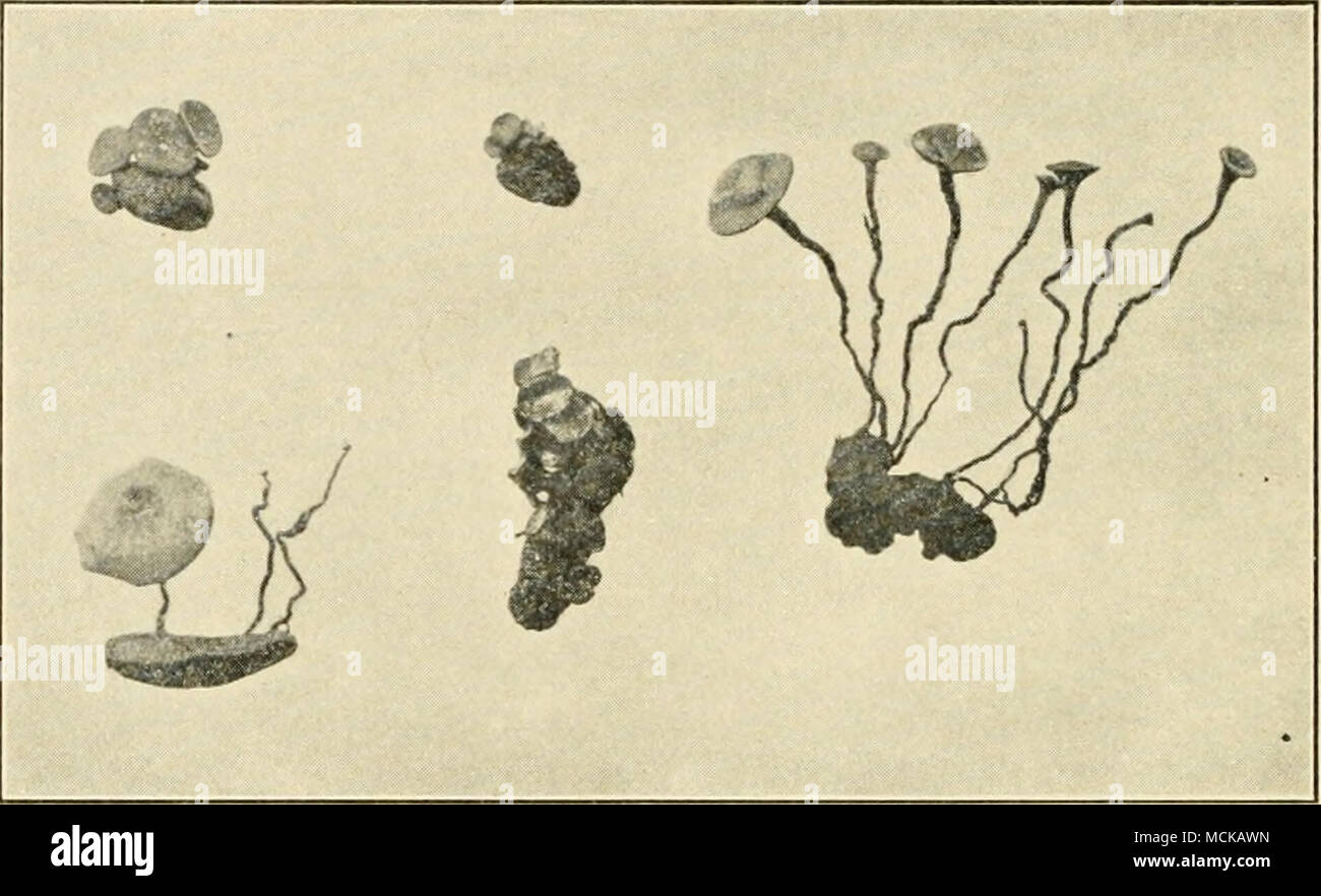 Sclerotinia blätter -Fotos und -Bildmaterial in hoher Auflösung – Alamy