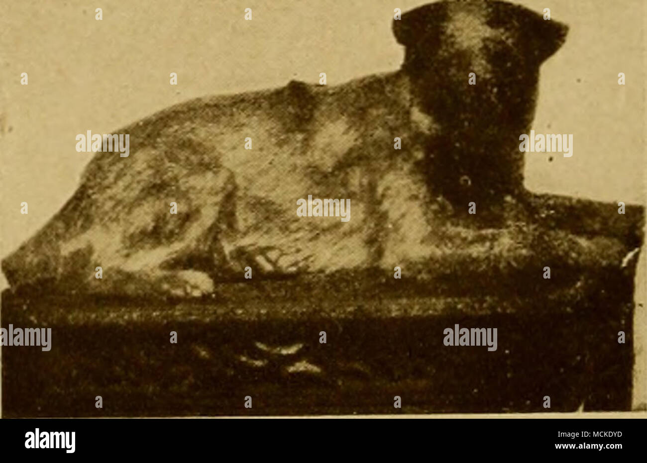 . CH. SPORT Eine der ersten Irish Terrier FULL O'Kampf der ...