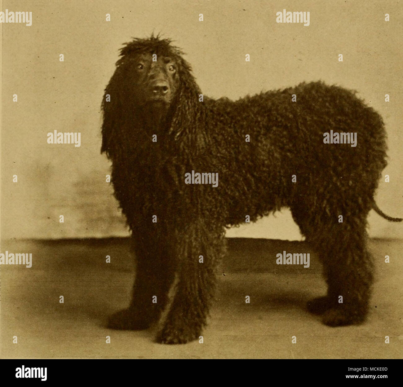 . PAT HAINEY ein Sieger am Chicago, 1905. Ein großer Hund mit einem ...