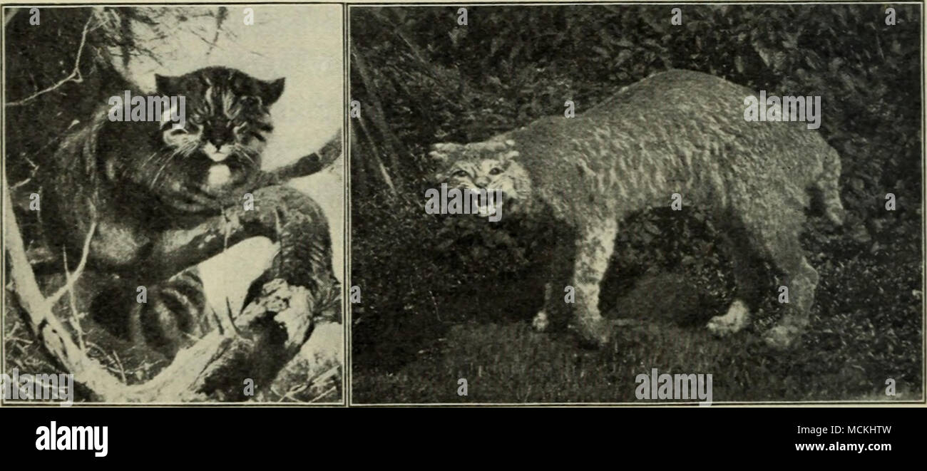 Pampas cat -Fotos und -Bildmaterial in hoher Auflösung – Alamy