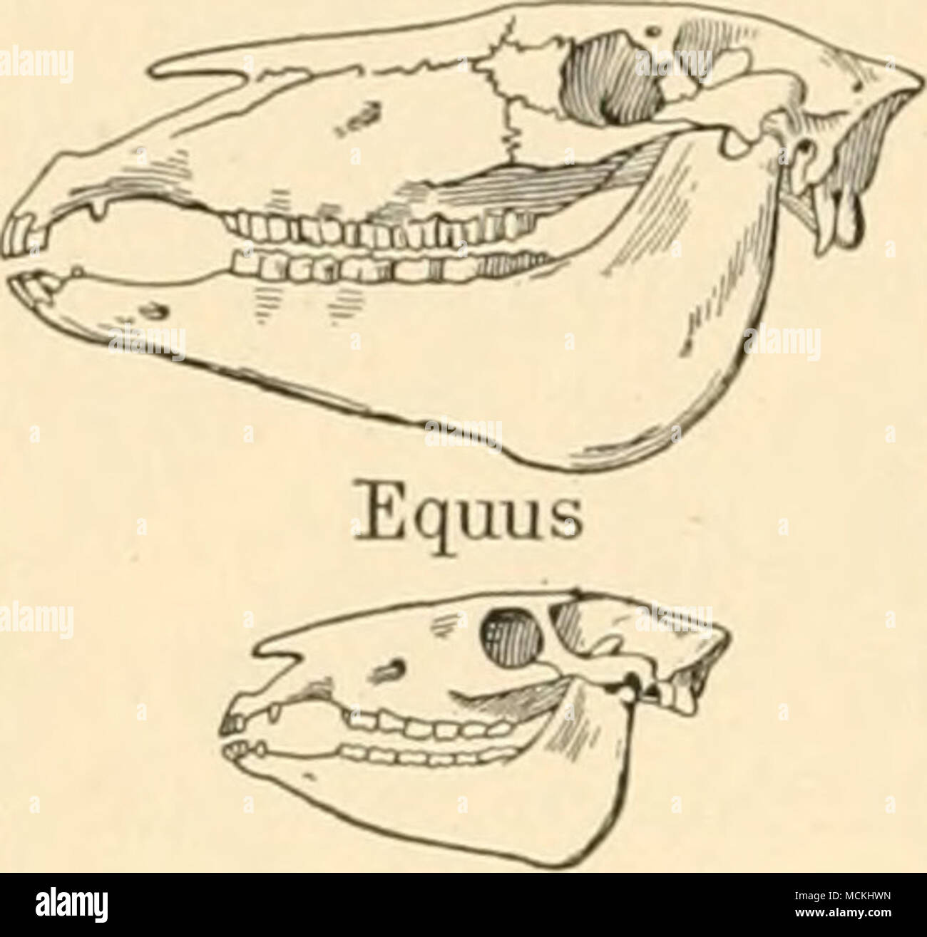Mesohippus gebiss -Fotos und -Bildmaterial in hoher Auflösung – Alamy